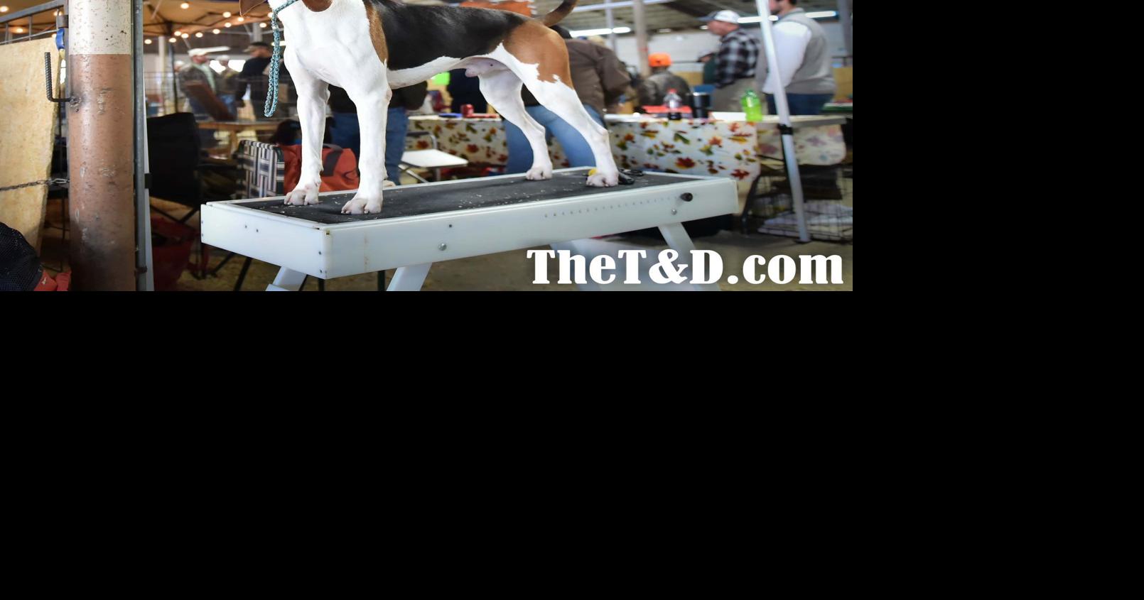 IN PHOTOS: 2019 Grand American Coon Hunt views from Saturday at the ...