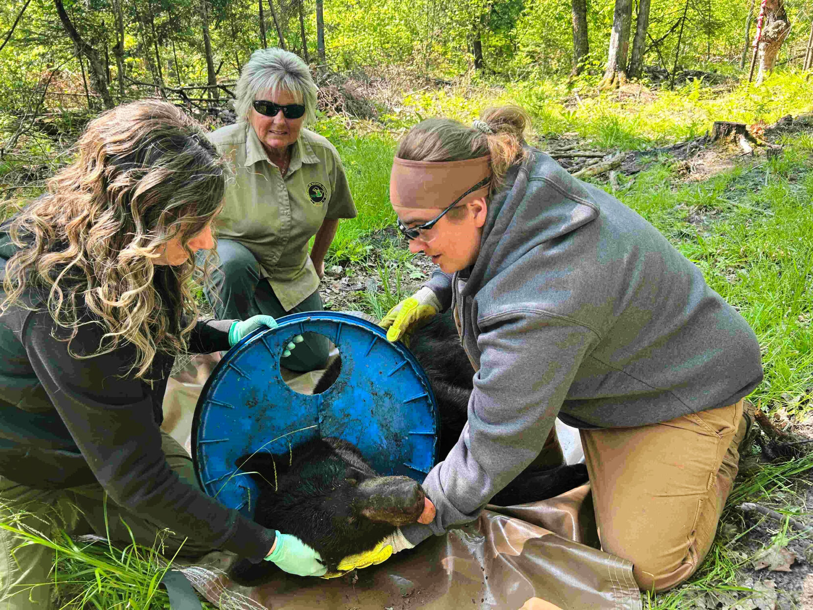 Michigan bear freed from lid stuck around its neck