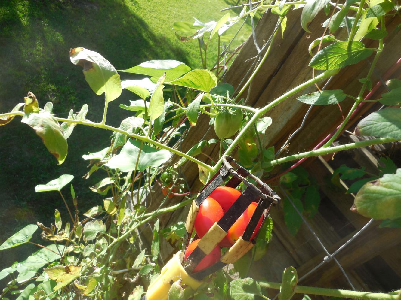 Digging in: Household items make great garden tools