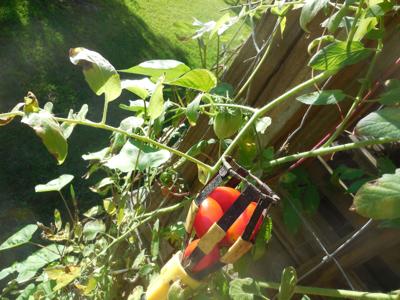Digging in: Household items make great garden tools