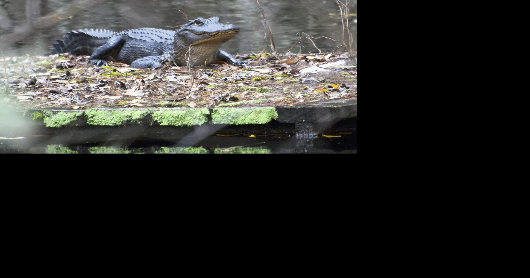 How to be 'alligator safe' around water