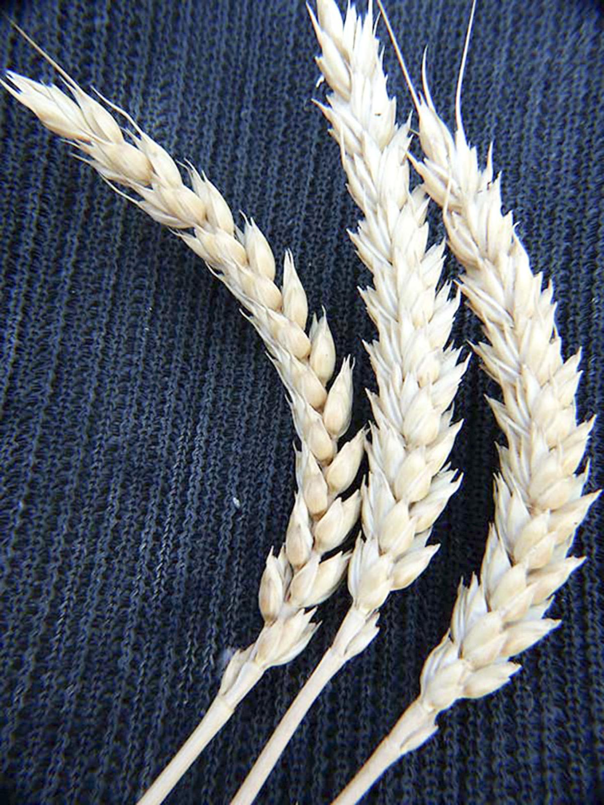 Purple Straw: Scientist helps restore ancient Southern wheat ...