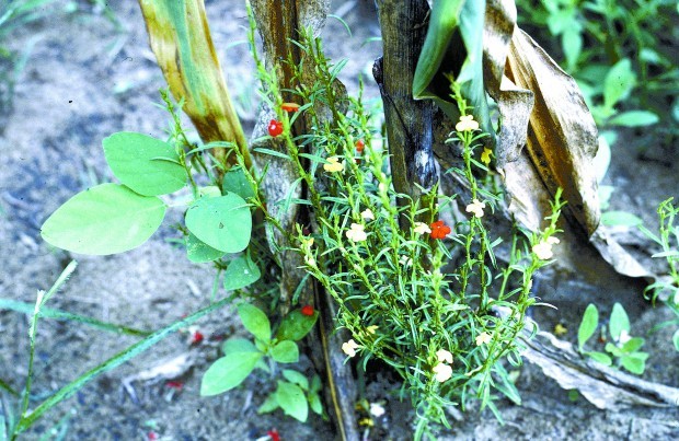 Witchweed: 50-year war may be nearing its final skirmish