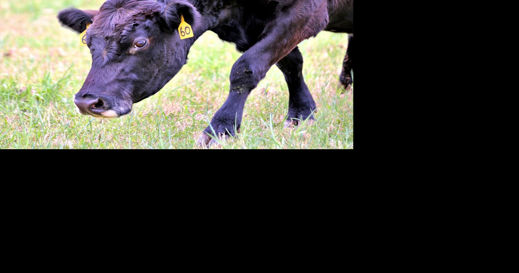 COMMENTARY: Your cow is texting you