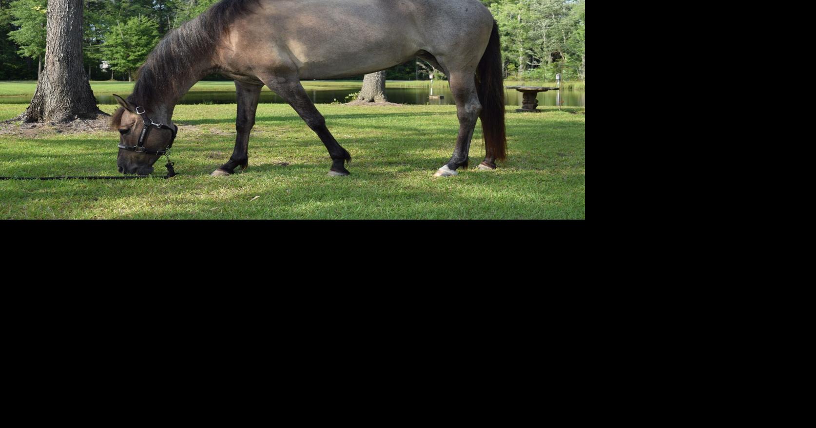 THIS MONTH IN S.C. HISTORY: Marsh tacky becomes official state heritage ...