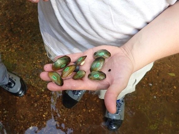 SCDNR stocks federally endangered freshwater mussels