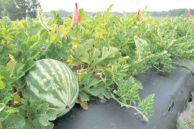 45 varieties taste-tested: Record-breaking crowd attends 12th annual ...