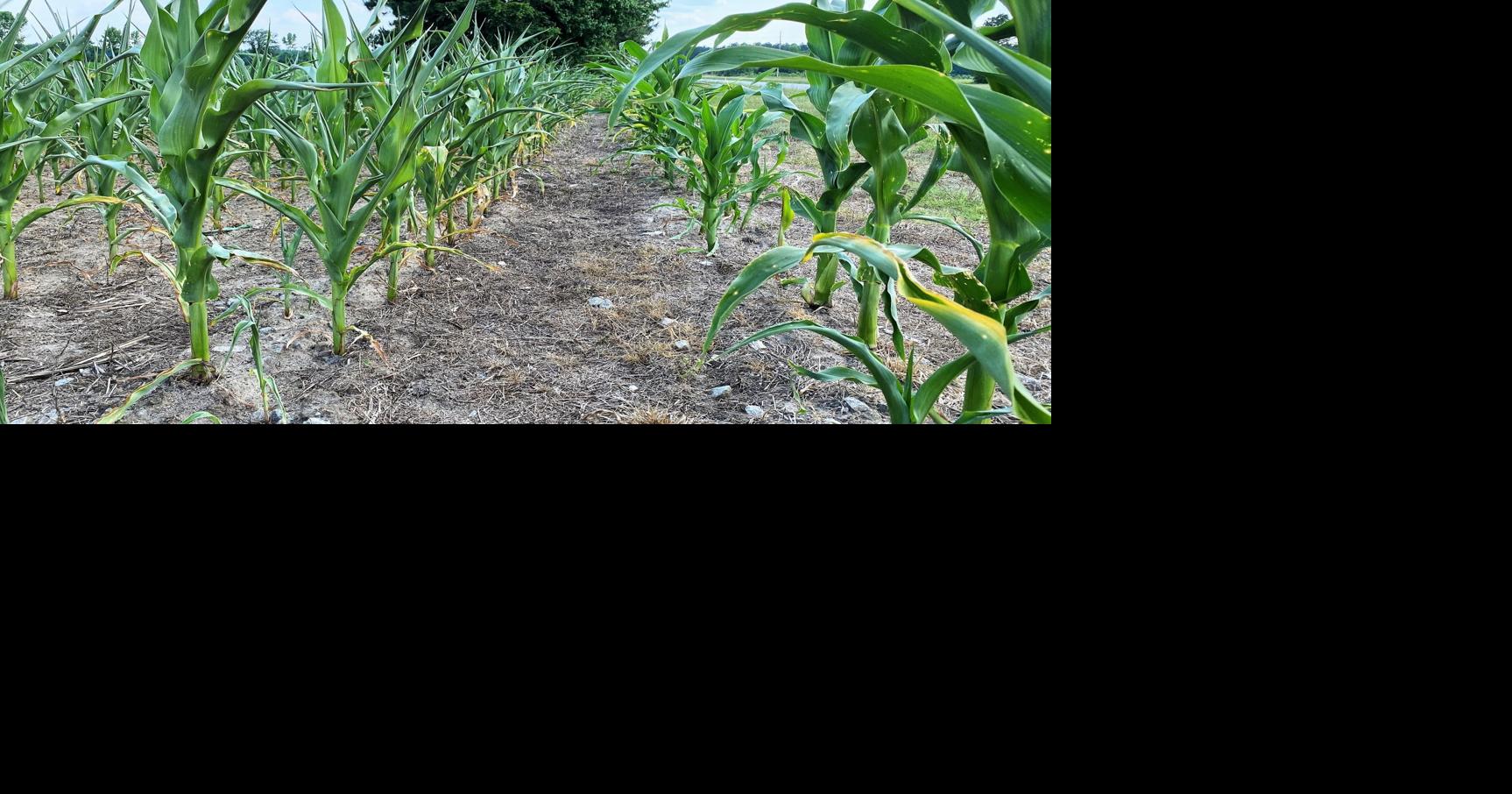 Local corn farmers ‘need a good rain’; hotter, wetter summer forecast