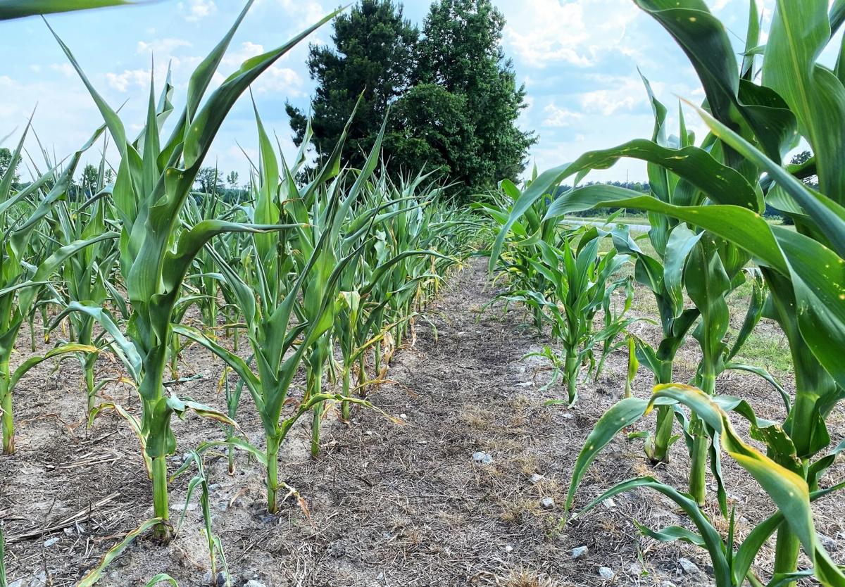 Local corn farmers ‘need a good rain’; hotter, wetter summer forecast