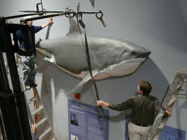 State Museum adds new shark to exhibit