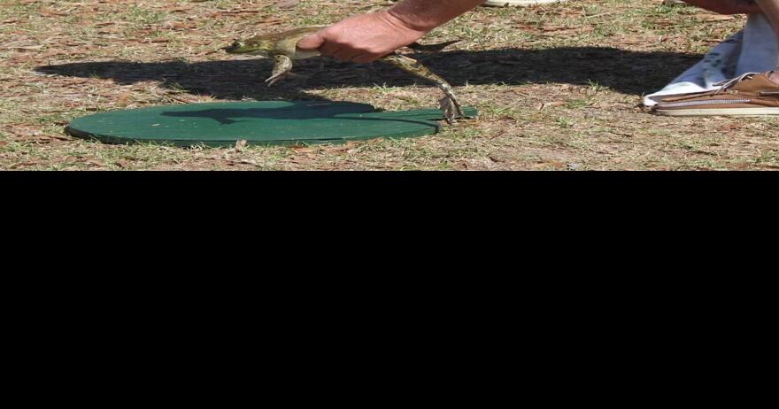 Springfield holds Governor's Frog Jump