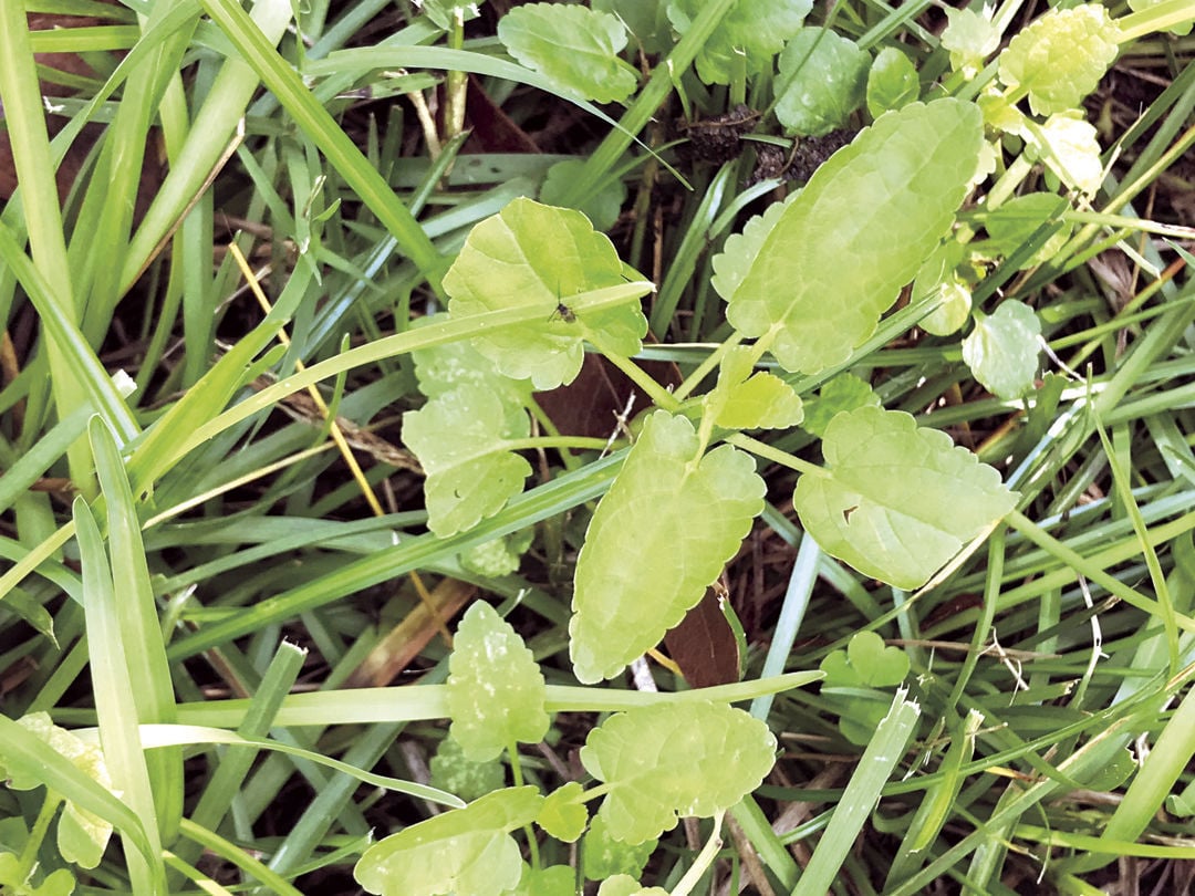 Lawn weeds make a mess of the lawn | Lifestyles | thetandd.com