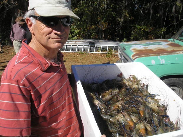 SHRIMP HARVEST: After three decades, Roland’s freshwater prawns still ...
