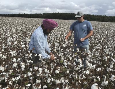 Helping Carolina cotton conserve soil is goal