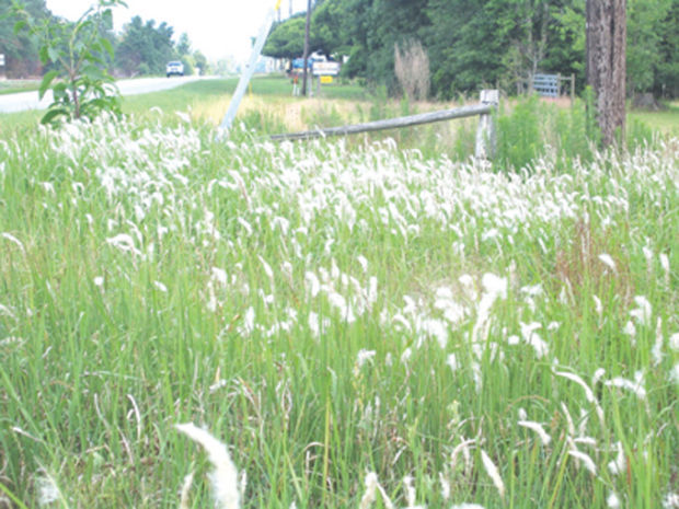 Ready for war? Volunteers sought to help combat invasive Cogongrass ...