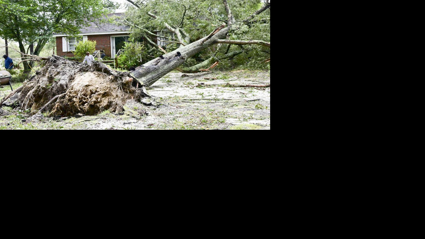 Falling trees become huge hazard | News | thetandd.com