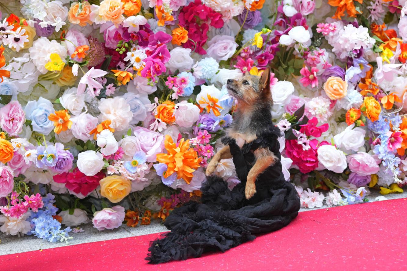 Pet Gala at New York's American Kennel Club Museum of the Dog