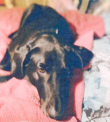 Three injured in North crash; dog ejected from vehicle, being sought