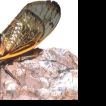 Army of cicadas will emerge soon