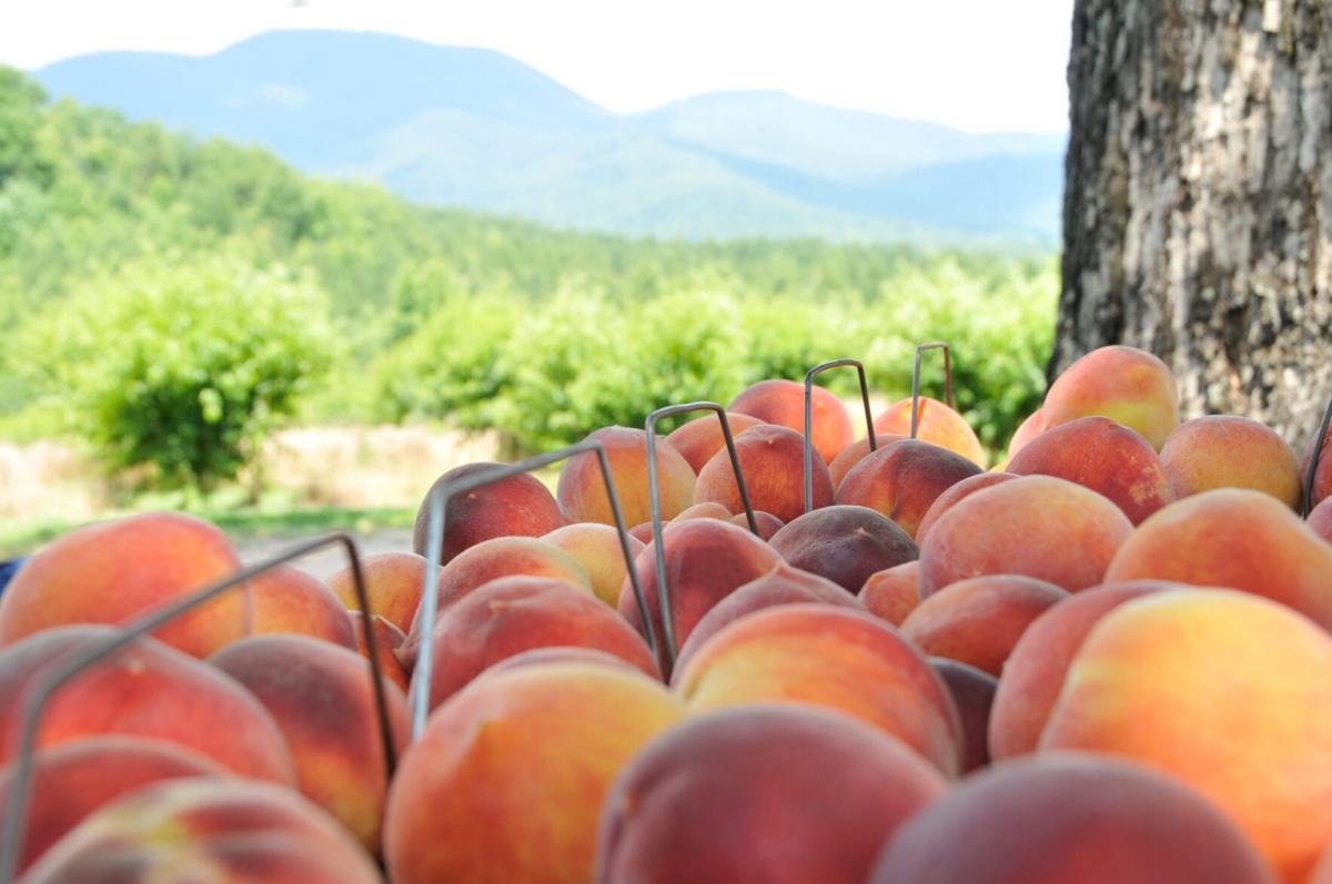 Protecting the peaches: Farmers get latest on pests, 'baby blankets'