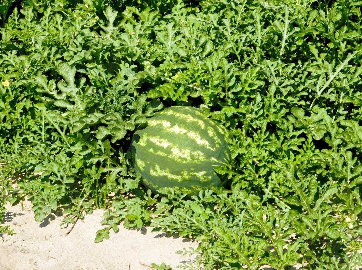 BARNYARD BRIEFS: Watermelon Field Day scheduled July 11