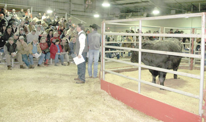 Cattle make grade in bull test