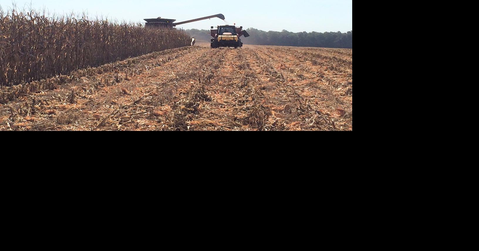 'It was a good season': Dryland corn leads way amid challenges in ...