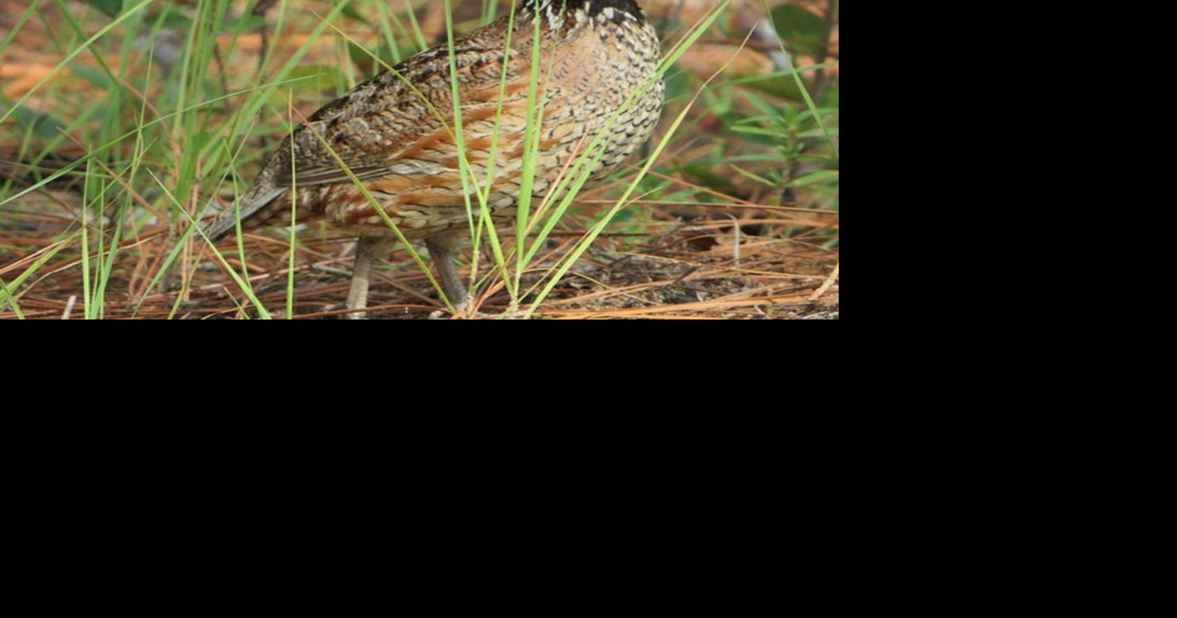 Work continues to restore bobwhite quail numbers in S.C.