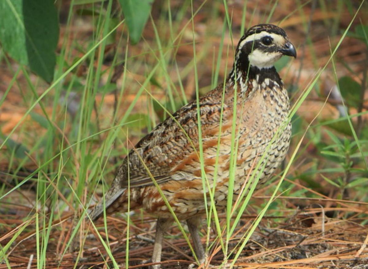 Work continues to restore bobwhite quail numbers in S.C.