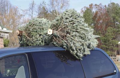 Tips to properly transport your Christmas tree