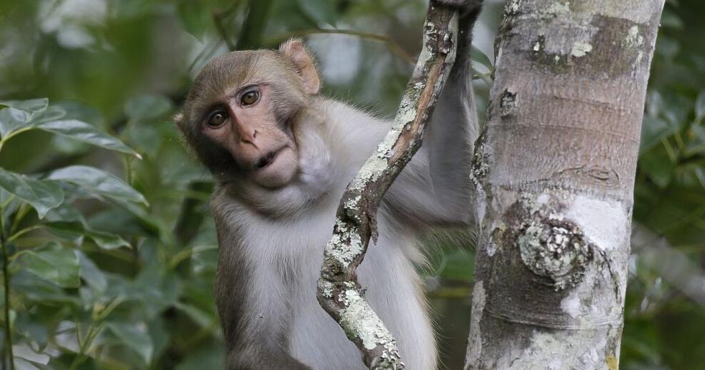 Last 4 escaped monkeys captured after months on the loose