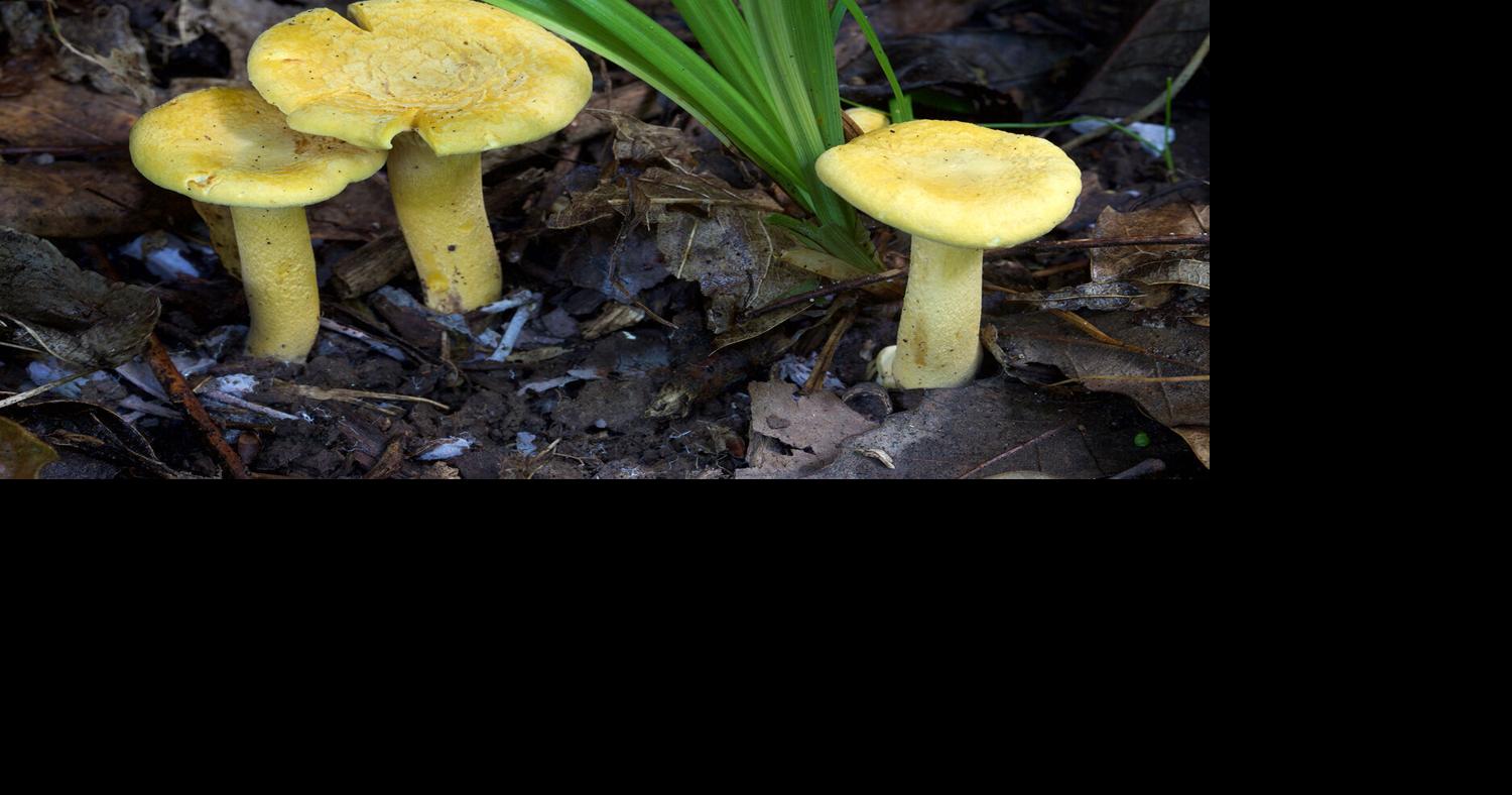 Learning to forage in the woods can be hit or miss