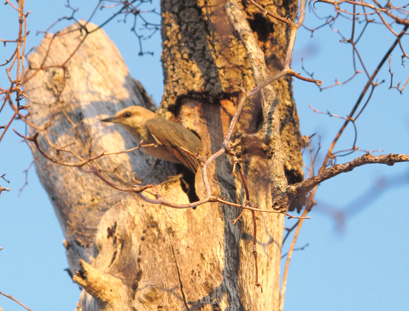 Standing dead trees-snags-benefit many animal species