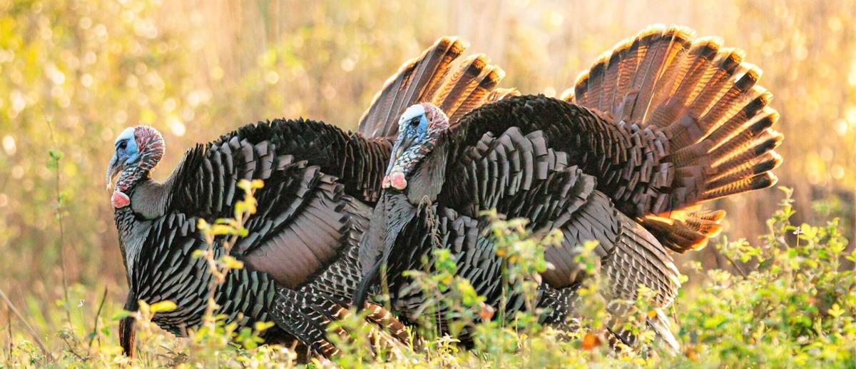 NWTF SC allocates $197,415 for wild turkey enhancement