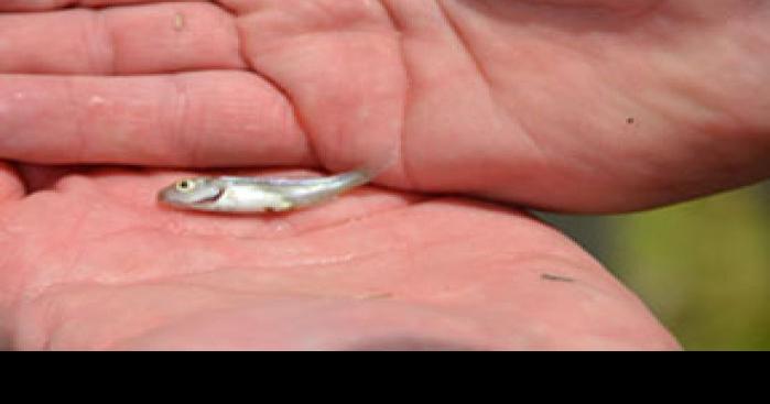 Striped bass stocking in Lake Moultrie