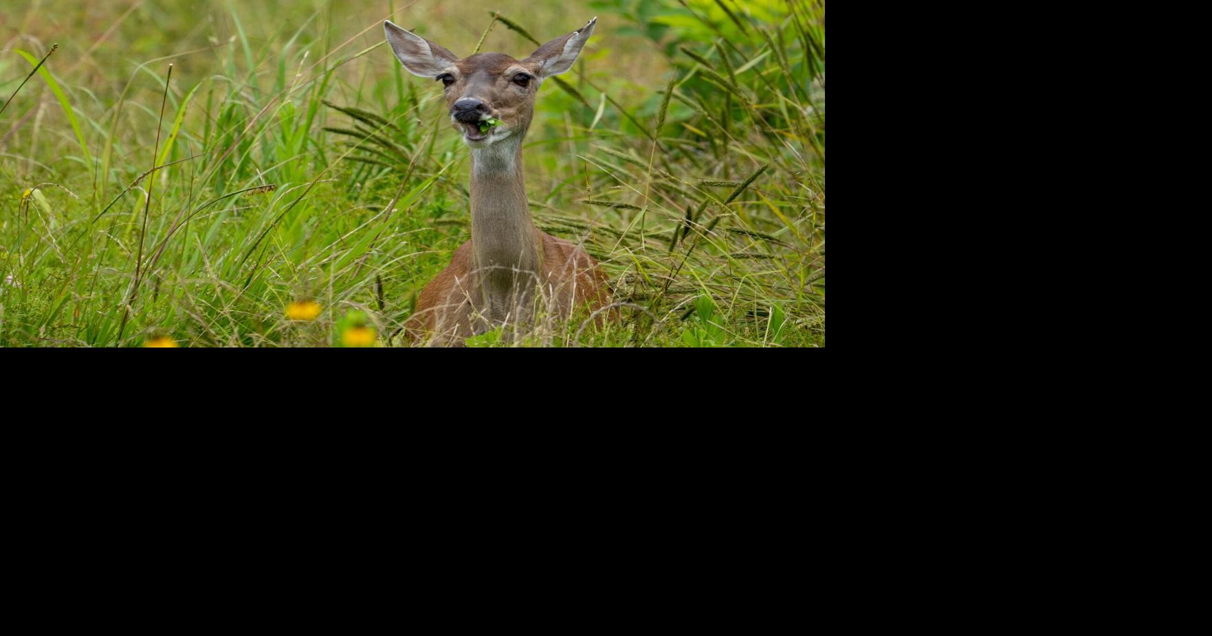 Texas Senator Slams Proposed TPWD Chronic Wasting Disease Rule as ...