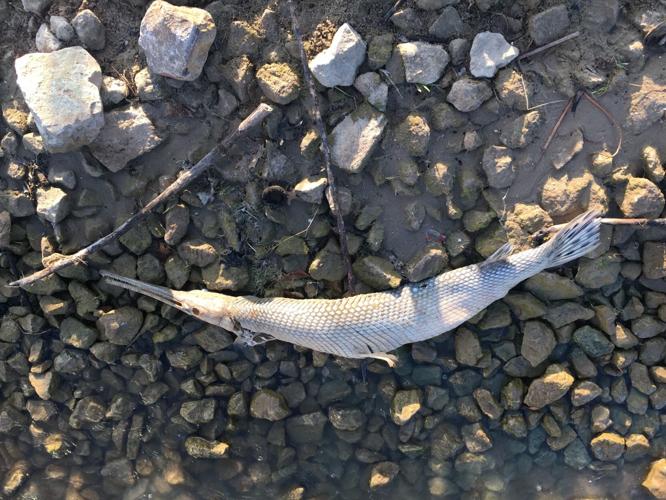 From the Editor's Desk: Alligator gar, Bill Nye, and a WWII Hero ...