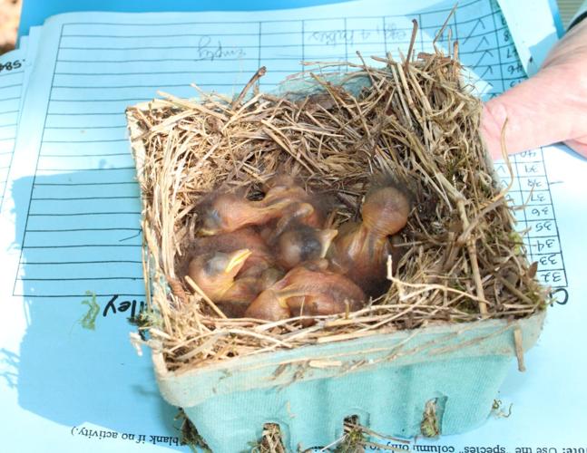 Club tracks boxes full of bluebirds | Features | thetimesnews.com