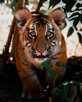 New tiger in town: Conservators Center welcomes Parker the tiger cub ...