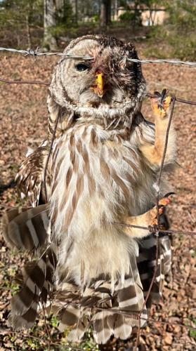 Owl recovering from barbed wire injury | Local News | thetimesnews.com