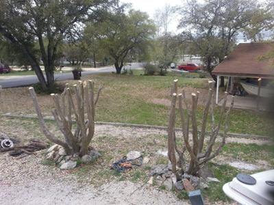 Stop the murder: Don't prune crape myrtles every year | Features ...