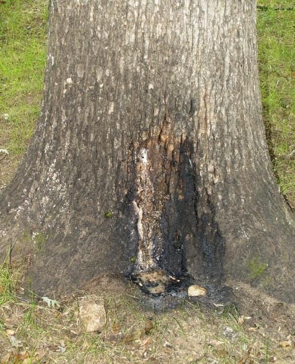 Slime flux can have benefits | Features | thetimesnews.com