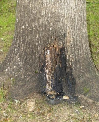 Slime flux can have benefits | Features | thetimesnews.com