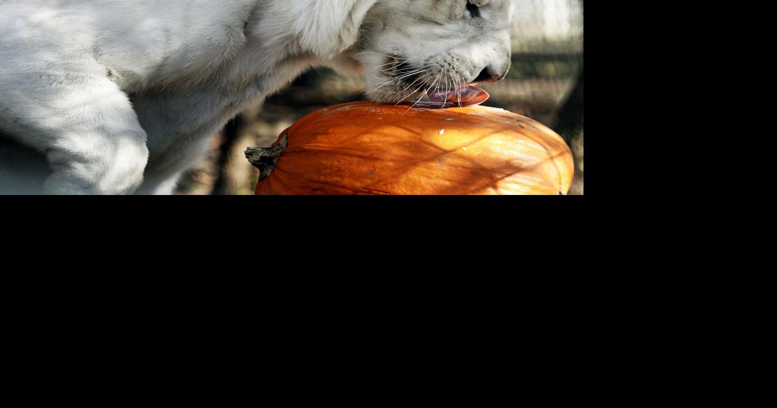 Halloween to visit Conservators Center | Features | thetimesnews.com