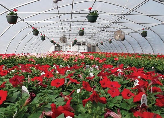 Prison grown: Inmates grow plants for sale at Guilford Prison Farm ...