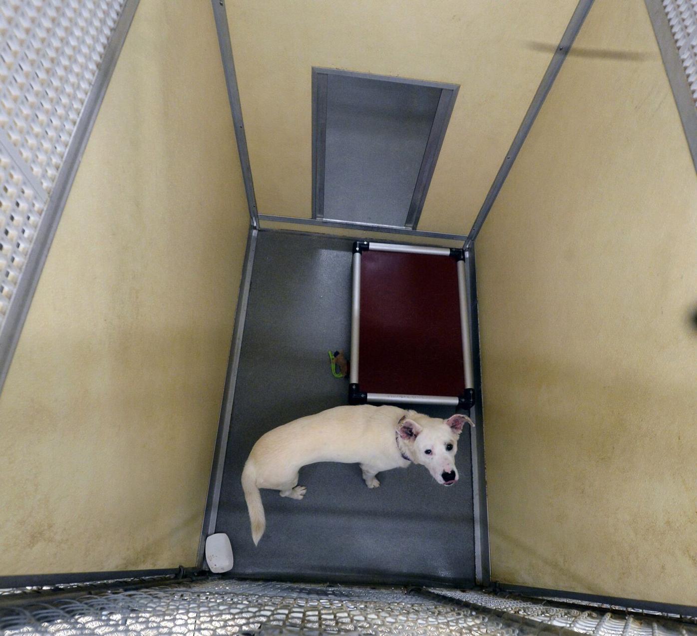 Burlington Animal Services moves into new shelter | News | thetimesnews.com