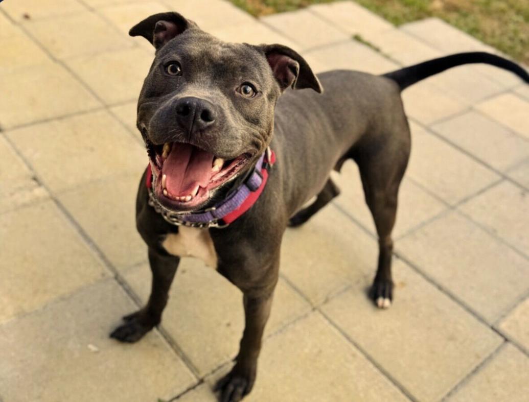 Pet of the Week: Precious | Local News | thetimesnews.com