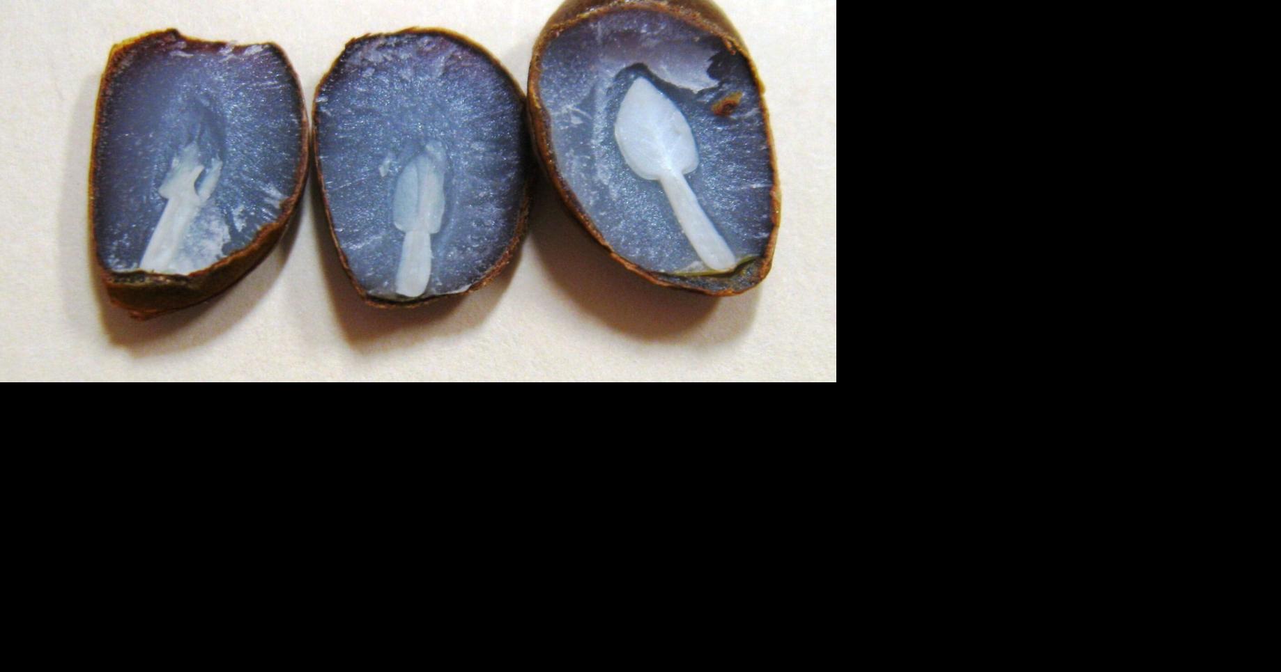 Persimmon seeds can predict winter weather | Features | thetimesnews.com