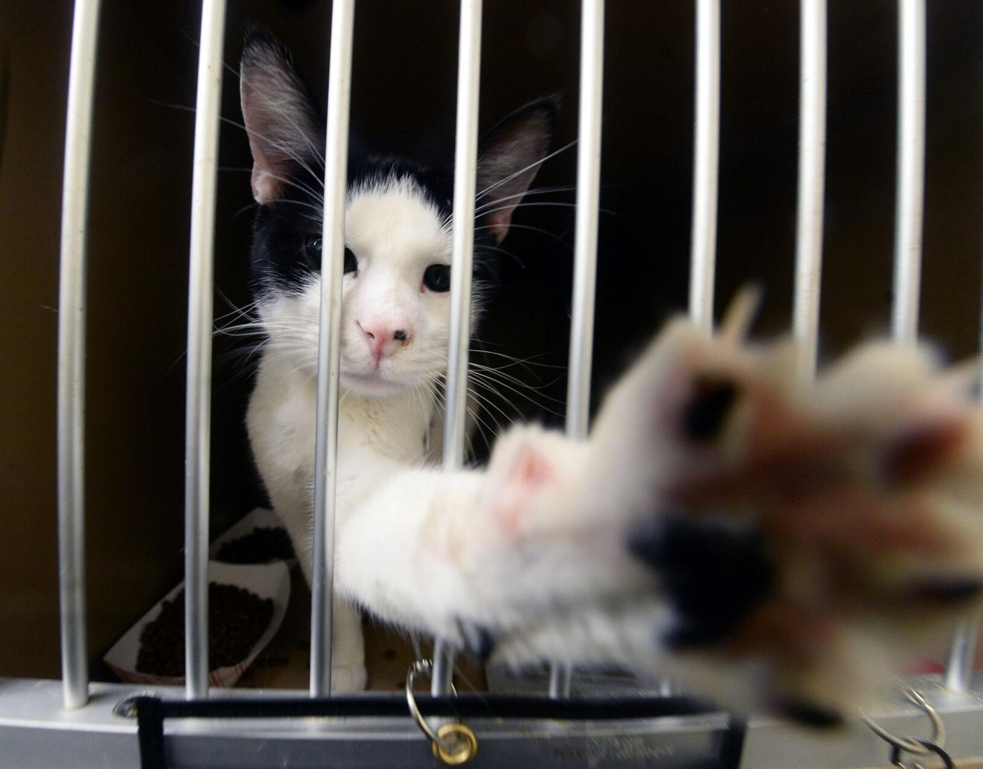 Burlington Animal Services moves into new shelter | News | thetimesnews.com