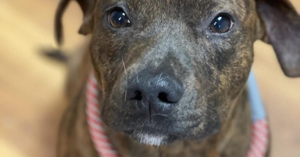 DOG OF THE WEEK: Ricky Bobby | Community | thetimestribune.com